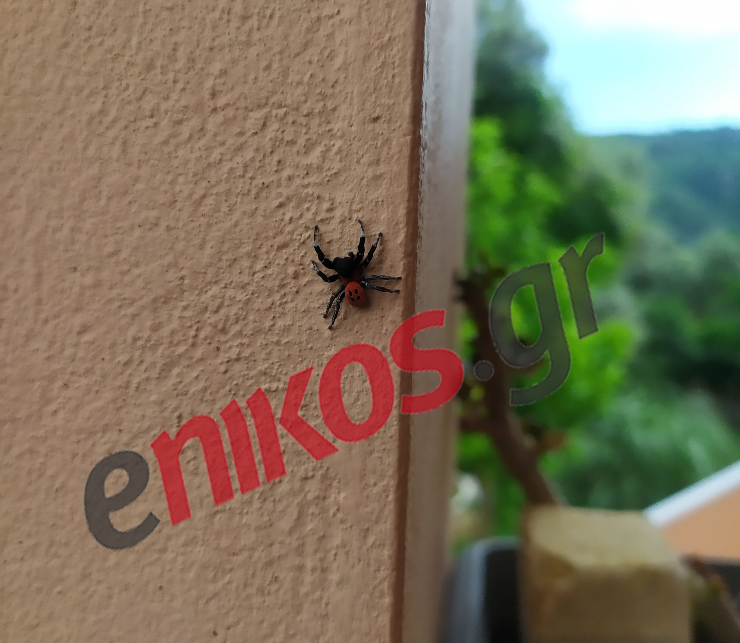 Αράχνη - πασχαλίτσα: Εντοπίστηκε σε Λευκάδα και Θεσσαλονίκη – ΦΩΤΟ από ...
