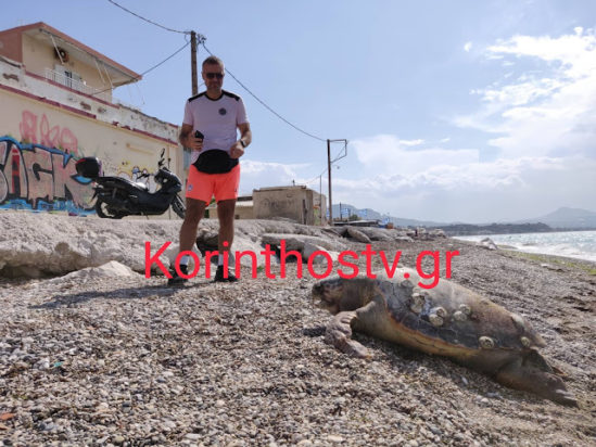 Νεκρή χελώνα καρέτα-καρέτα σε παραλία στην Κόρινθο