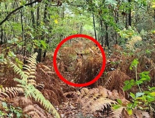 Οπτική ψευδαίσθηση: Μπορείτε να εντοπίστε τον σκύλο στο δάσος; - Είναι ...