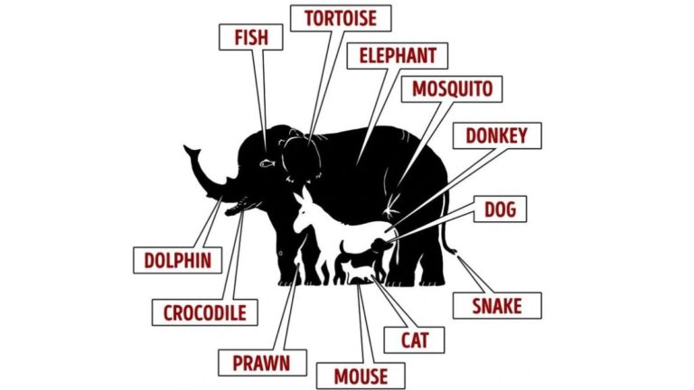Οπτική ψευδαίσθηση: Εντοπίστε και τα 12 κρυμμένα ζώα σε 19 δευτερόλεπτα ...