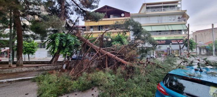 Πτολεμαϊδα: Δέντρο έπεσε σε πάρκο - Απομακρύνθηκαν την τελευταία στιγμή ...
