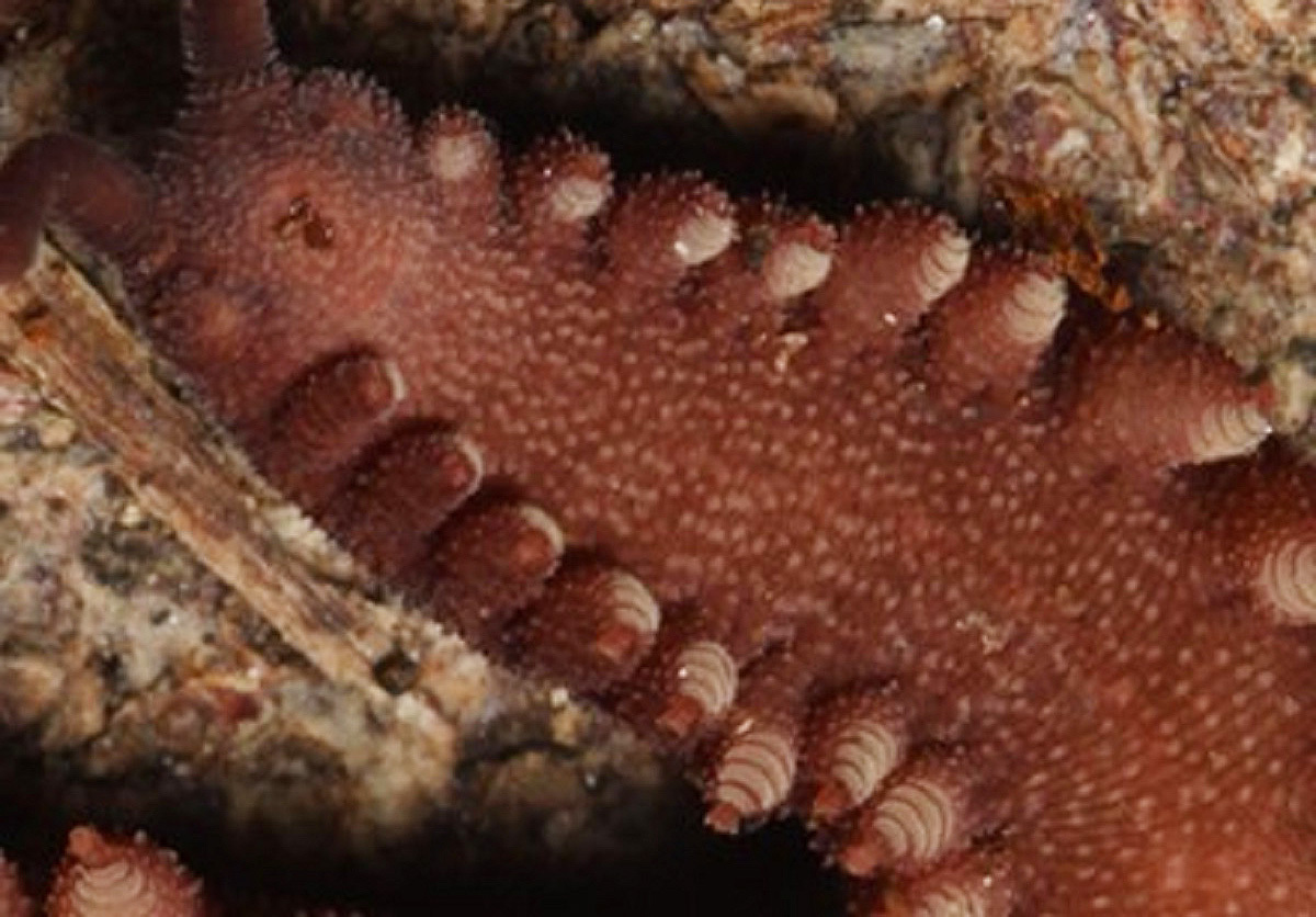 Βρέθηκε νέο είδος πλάσματος που έχει 56 πόδια και μισεί το φως - ΦΩΤΟ