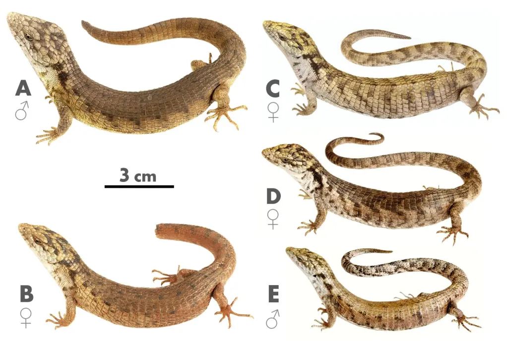 Νέο είδος «ασυνήθιστα μεγάλης» σαύρας που μοιάζει με αλιγάτορα ...