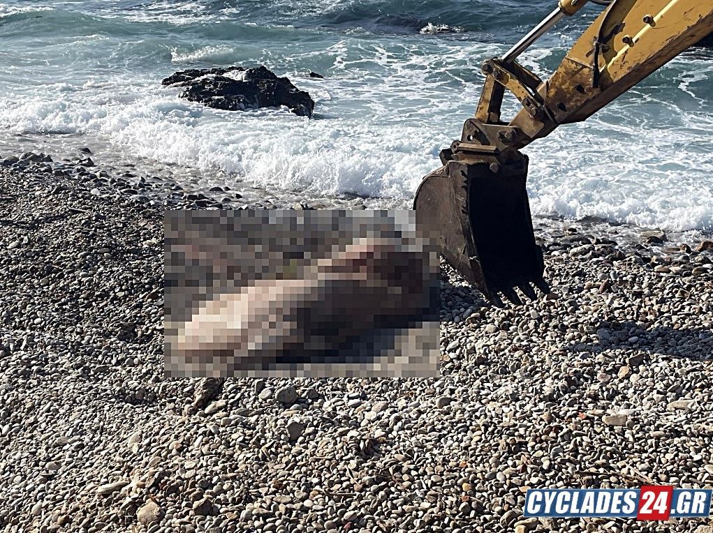 Νάξος: Ξεβράστηκε το κουφάρι μιας αγελάδας - Ήταν αποκεφαλισμένη και με ...