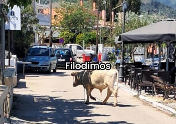 Mικρό μοσχαράκι έκανε βόλτα στην Άκολη Αιγίου και λιάστηκε στην παραλία